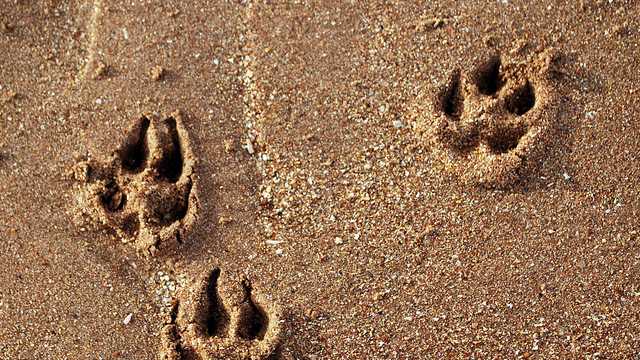 Biz says it's cloned the first dog from a gene-edited donor to help ...