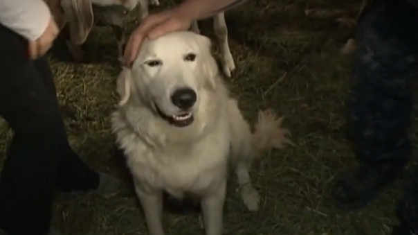 Heroic dog who protected goats during California wildfires recovering ...