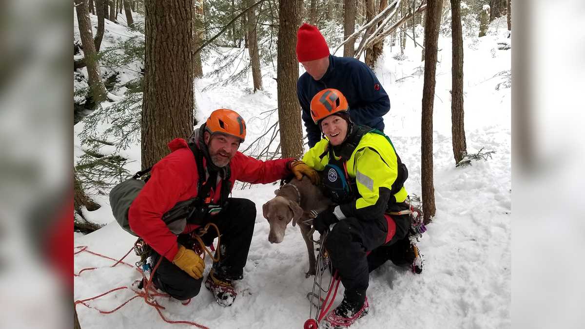 Rescue crew saves 12-year-old dog from Stowe river