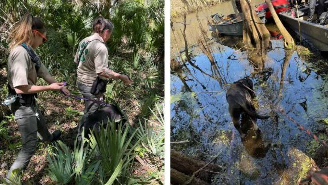 Dog missing for a week rescued after found tangled in a tree along ...
