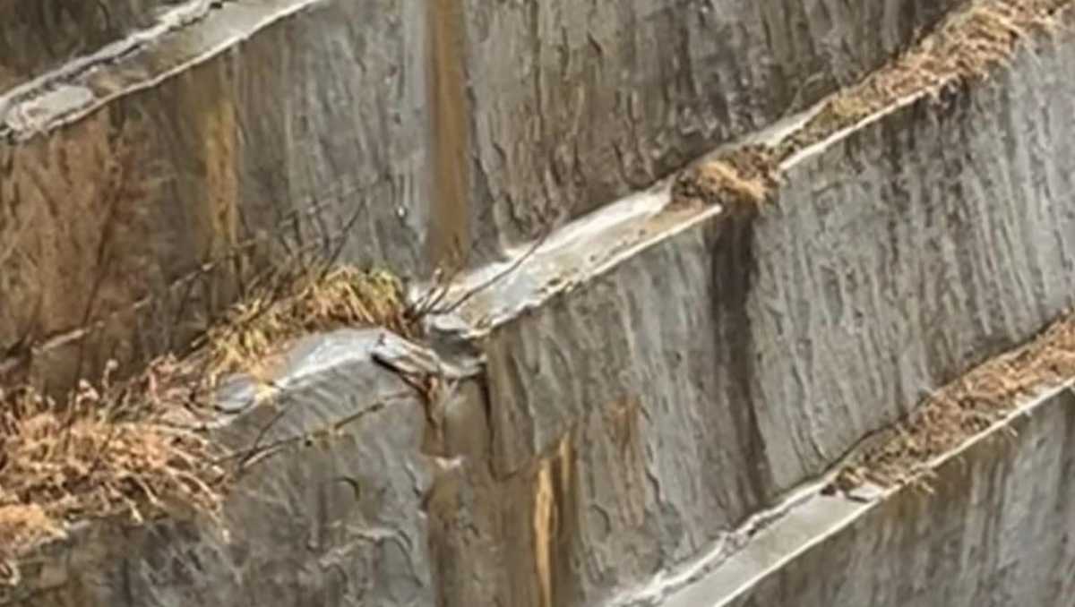 Dog falls 85 feet into Georgia quarry while hog hunting