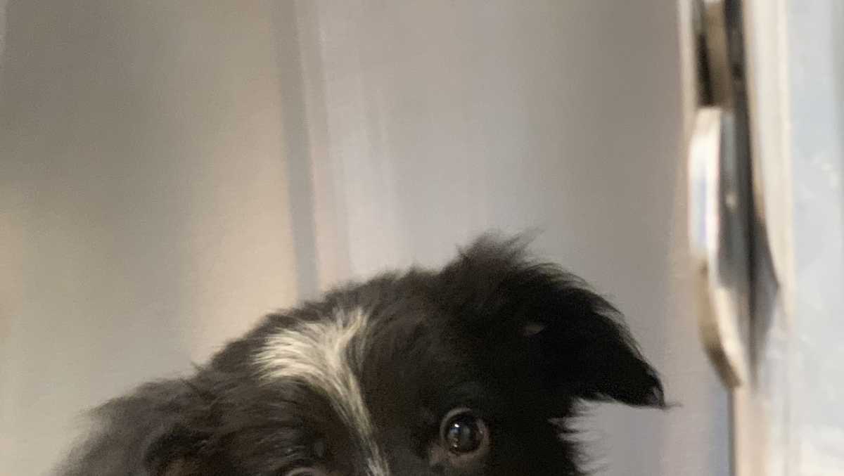 PSPCA removes 55 dogs, including 29 puppies, from property in Lancaster ...