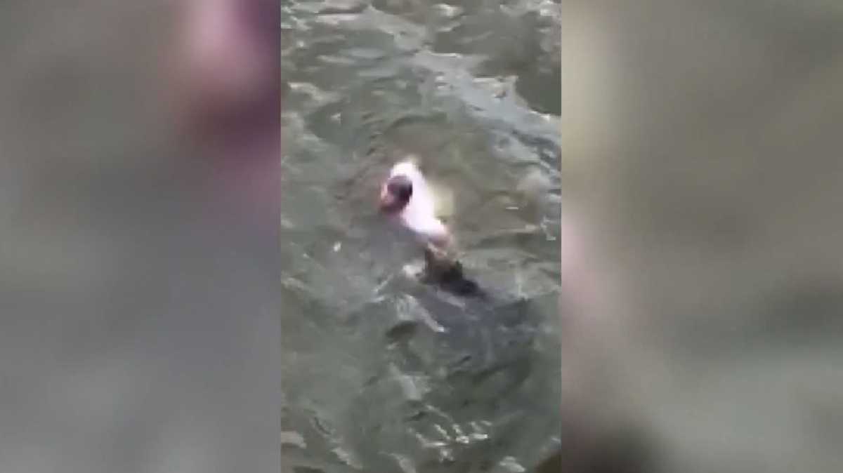 Watch: Man jumps off bridge to rescue dog struggling in water