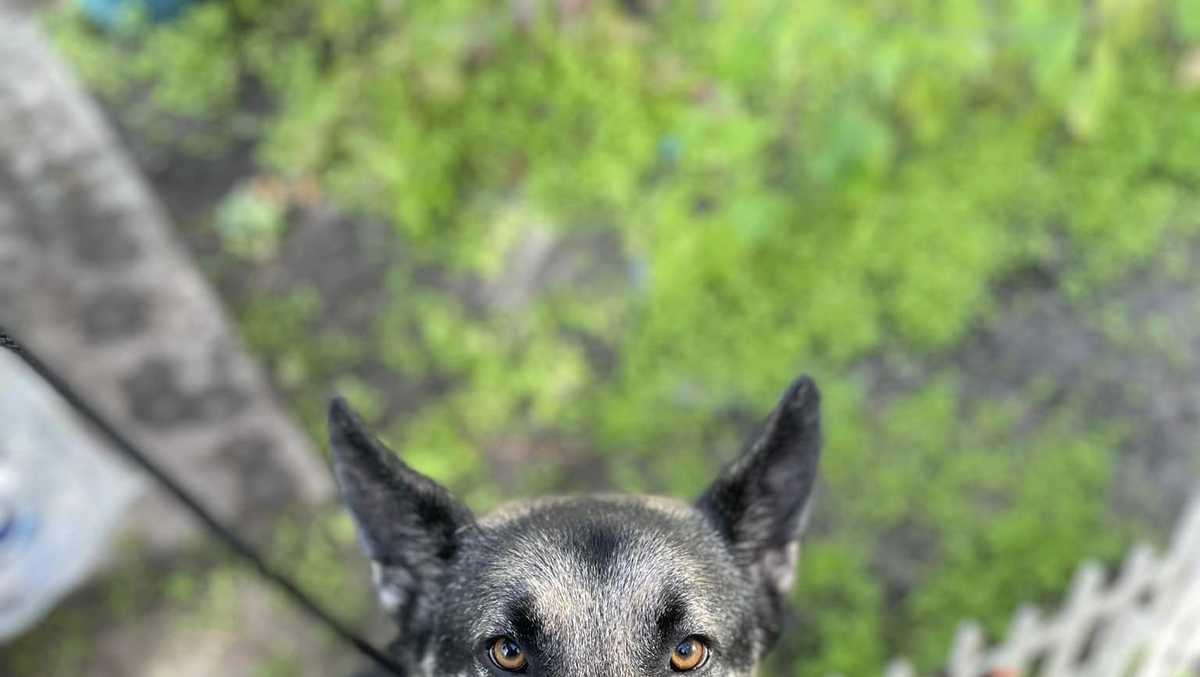 North Carolina: Dog rescued from freezing pool