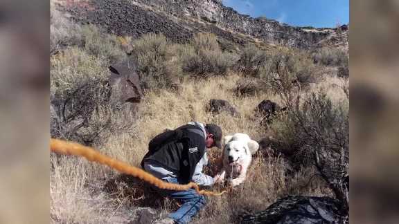 VIDEO: Dog trapped on steep cliff for days before being rescued