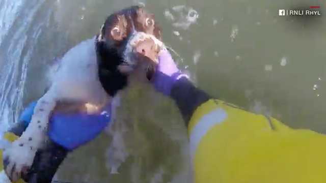 VIDEO: Water-loving dog rescued at sea