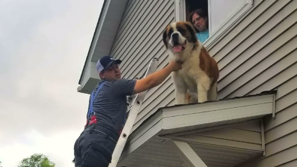 'Don't jump!': Firefighters rescue 180-pound Saint Bernard stuck on roof
