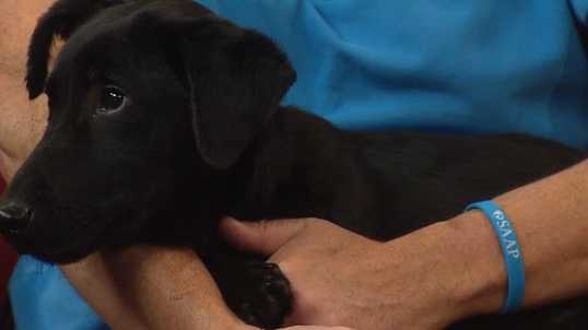 Adorable animals available for adoption through SAAP