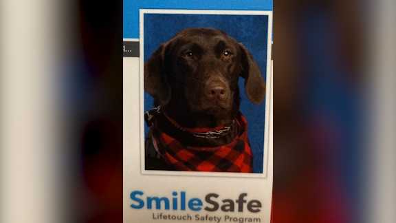 Service dog poses for her first school photo at elementary school
