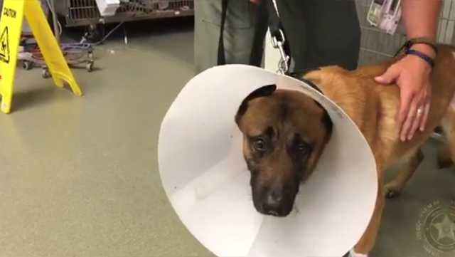 Police dog hit by gunfire hailed as hero