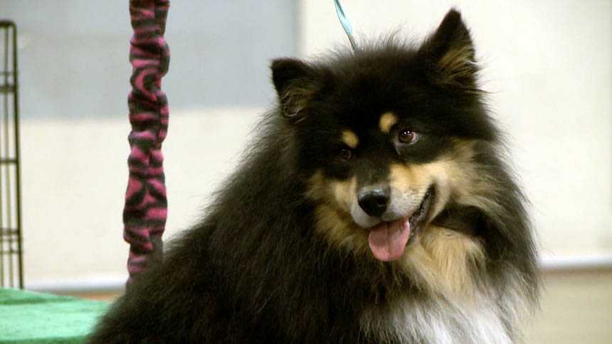 Dog show comes to Jackson