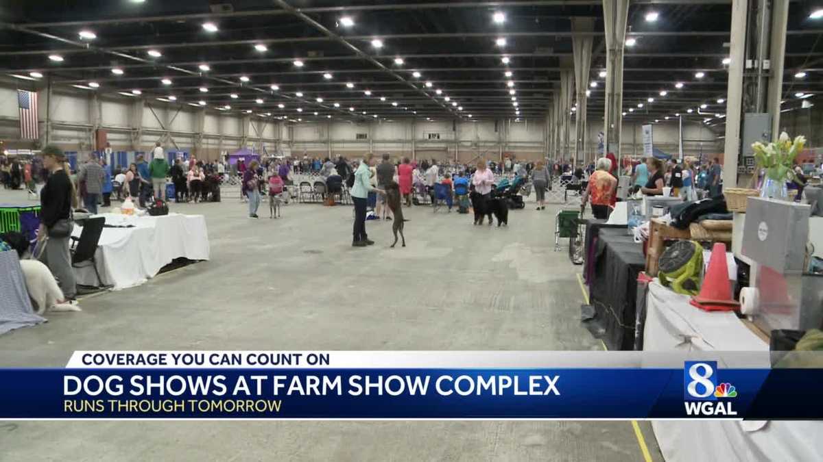 Hundreds of dogs participating in the Blue and Gray Cluster Dog Shows