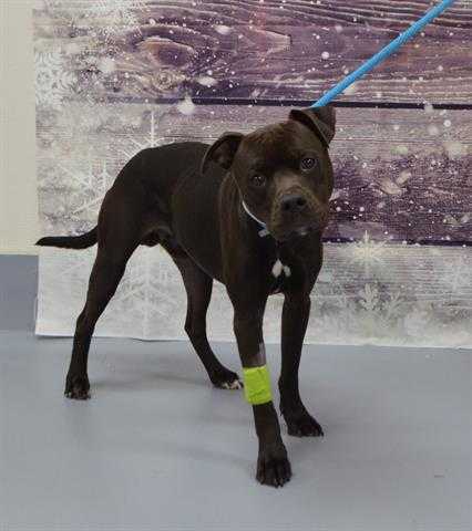 VIDEO: LMAS looking for whoever left dog tied to its gate in the cold