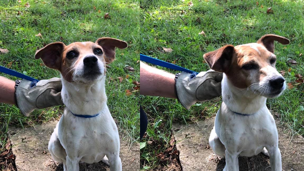 Hamilton firefighters rescue dog trapped in tree roots