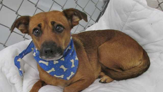 Help OKC Animal Welfare ‘Clear the Shelters’