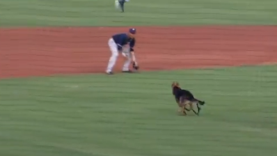 Dog chases baseball around field during group picture for dog night at ...