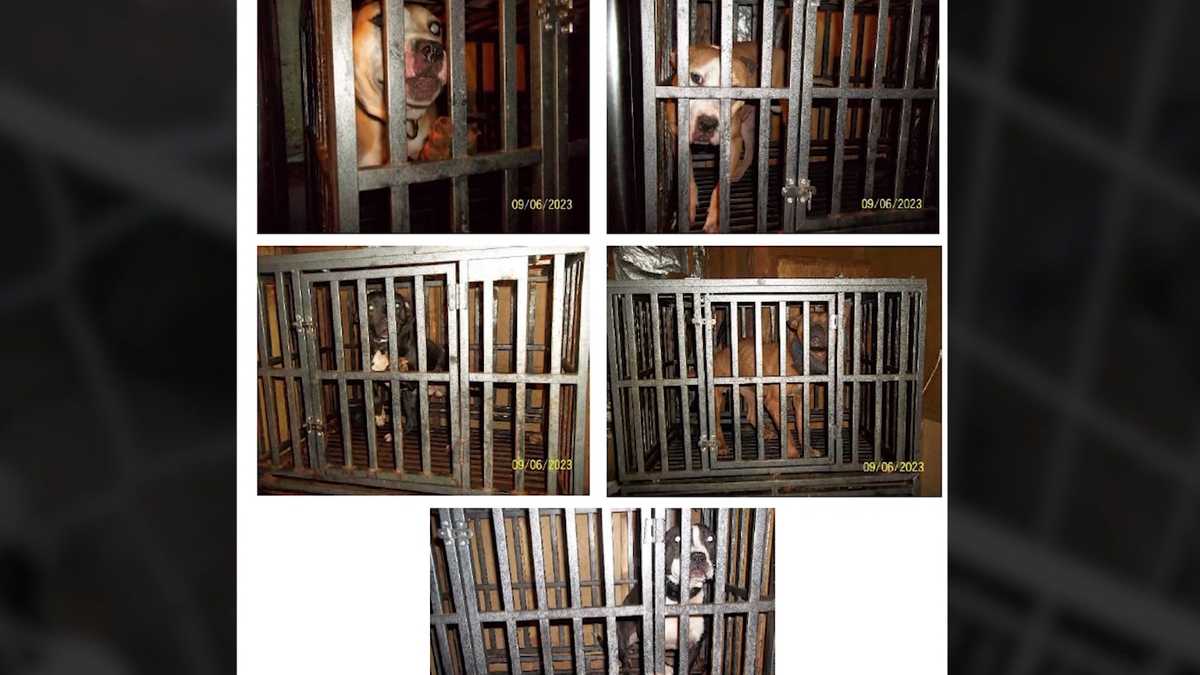 Anne Arundel County men facing dogfighting charges