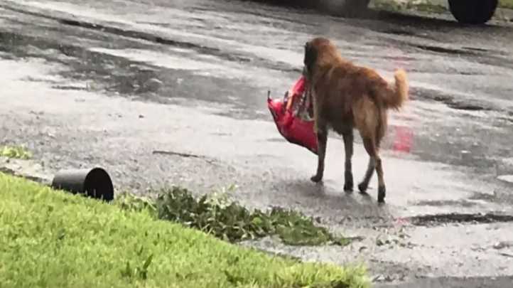 Want to help displaced animals in hurricane areas? Here's what local ...