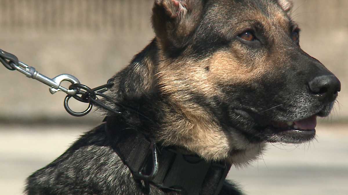 ATF holds K-9 team training