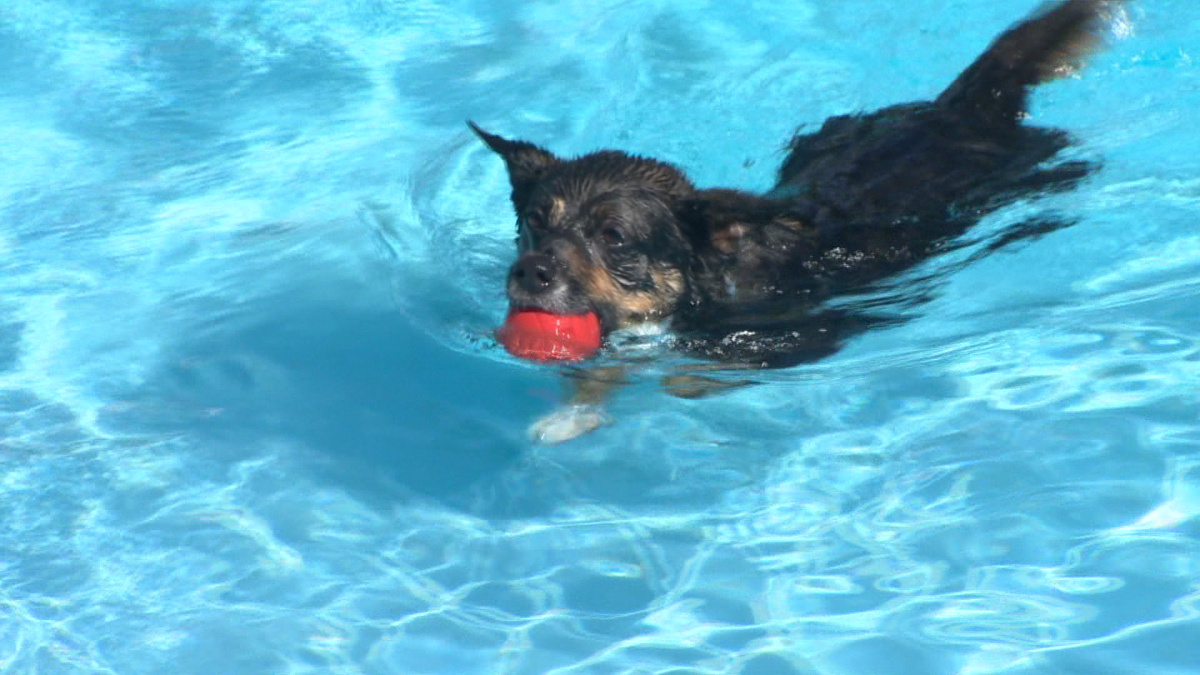 WATCH: Dogs enjoy Doggie Dip at Dormont Pool