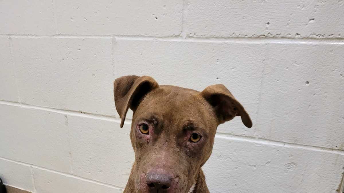 Stranded dog surrounded by alligators rescued along Florida spillway