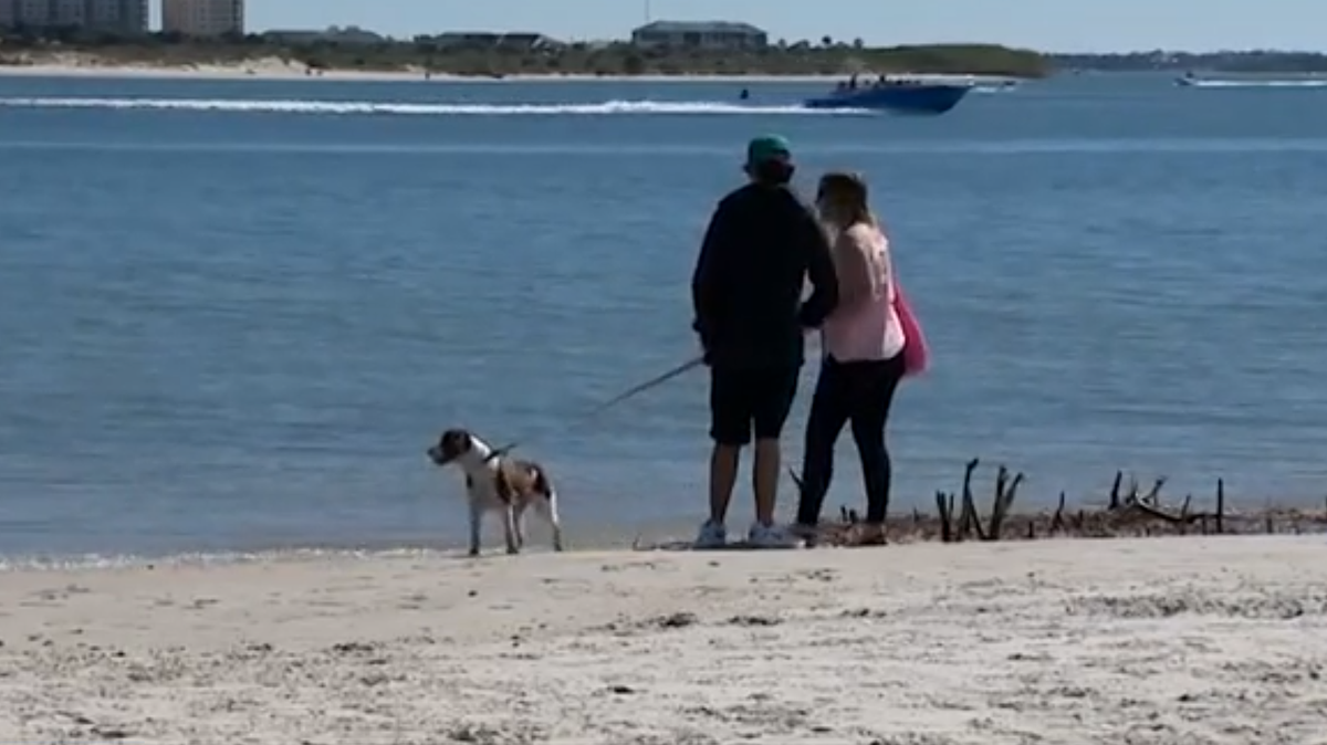 Leaders consider more dog-friendly beach areas in Volusia County