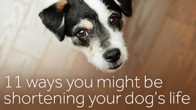 11 Ways you might be shortening your dog's life