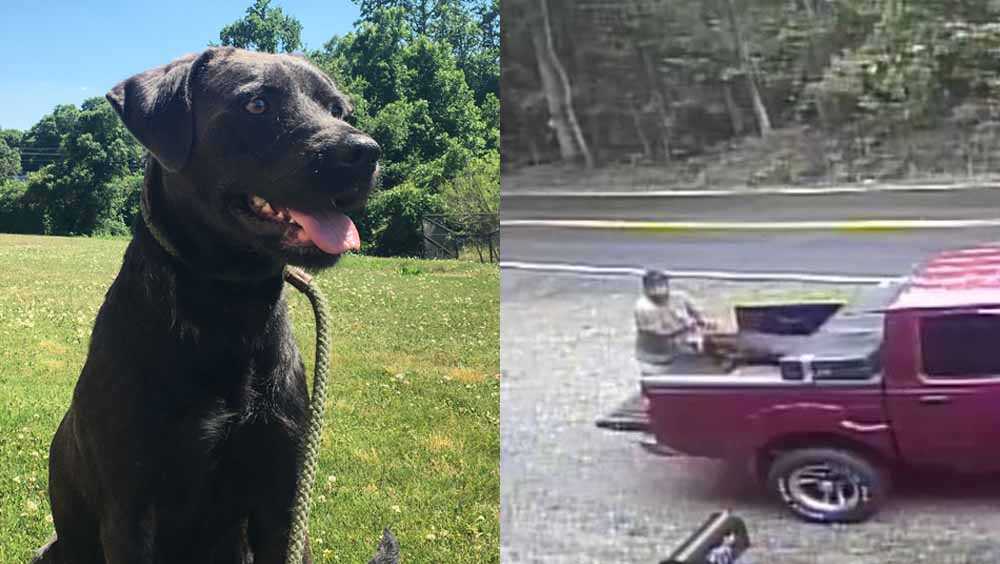 Man caught on camera dumping dog on rural road