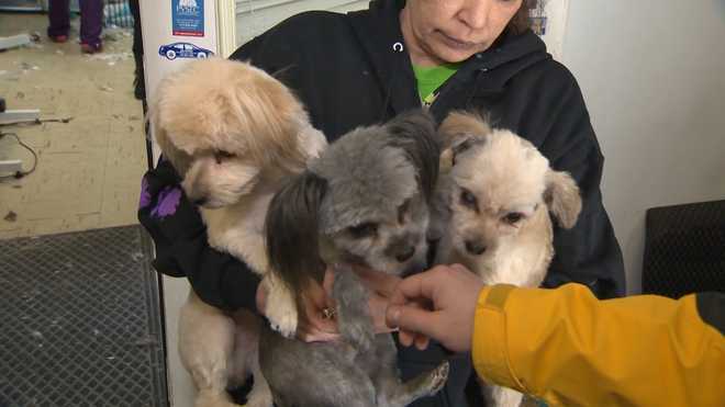 Abandoned dogs rescued from Latrobe home