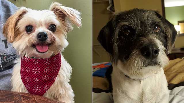 Baltimore dogs to compete in Animal Planet's Dog Bowl III