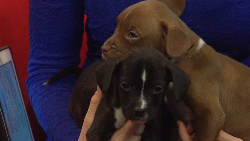 Animals up for adoption through SAAP