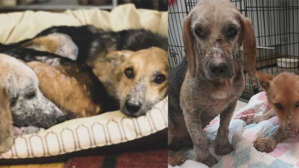 Two Ohio dogs rescued, placed in new home after being found abandoned ...