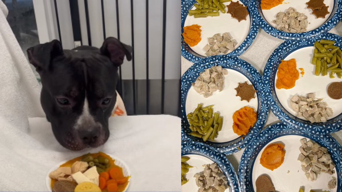 Dogs enjoy Thanksgiving meal at Ohio animal shelters