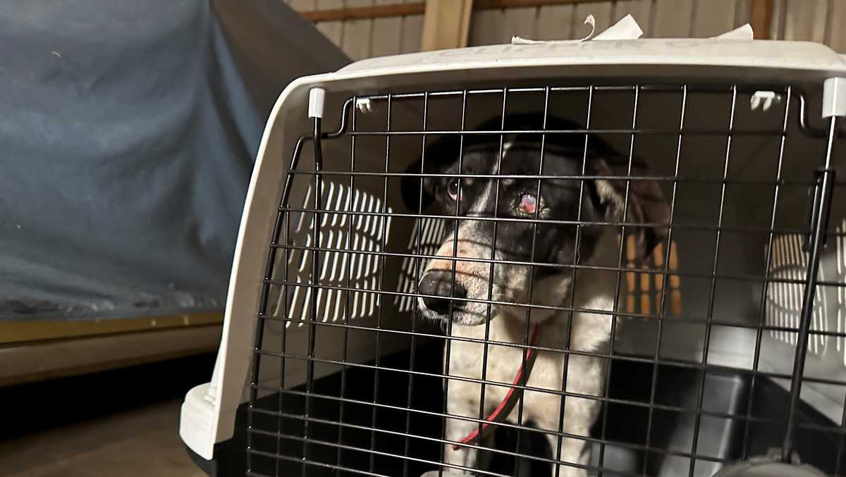 More than a dozen dogs rescued in war-torn Israel region now call ...