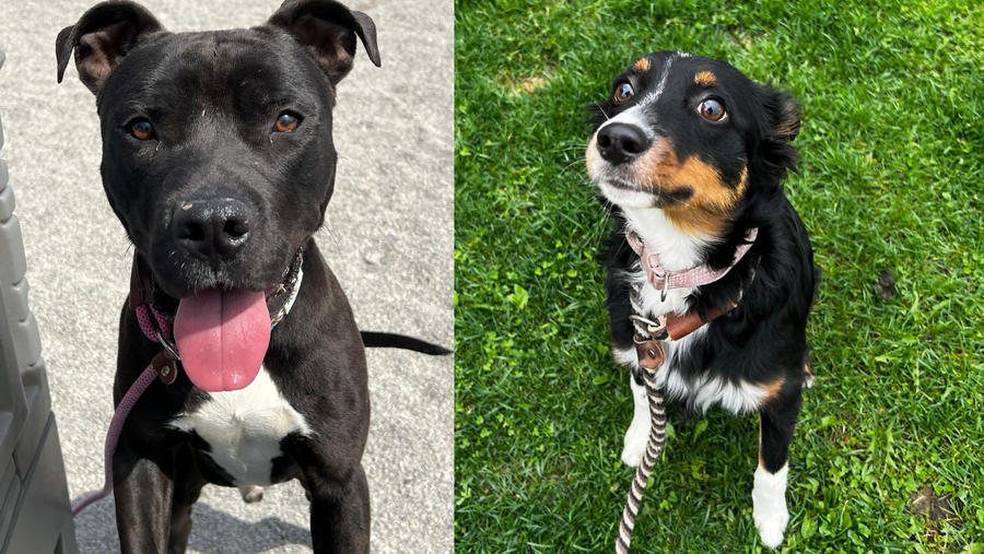 Ohio animal shelter celebrates record-breaking week after nearly 200 ...