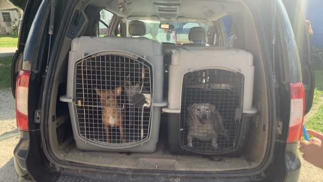 North Carolina animal rescue saved more than 60 dogs in past week