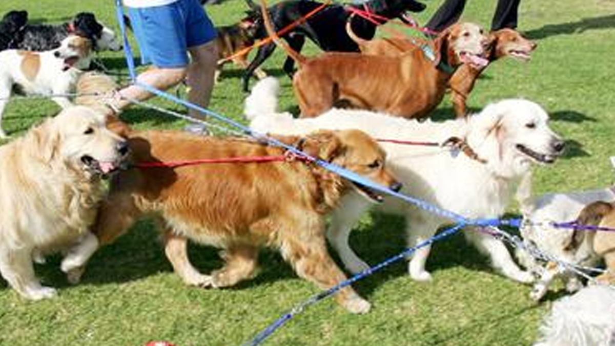SC city creating ordinance for sheltering dogs in extreme heat