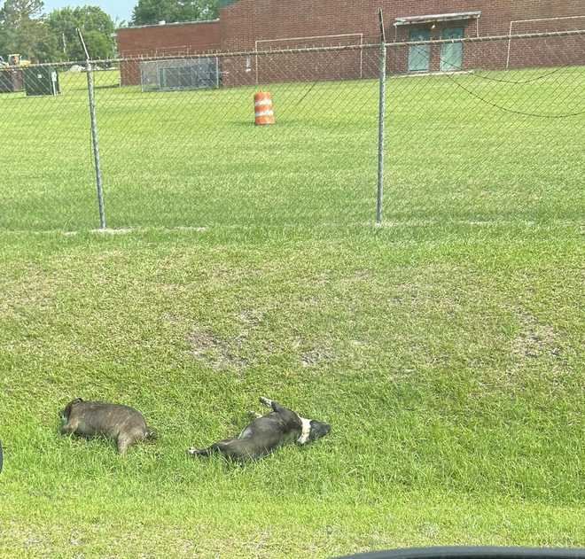 Georgia: Dead dogs discovered dumped outside of school