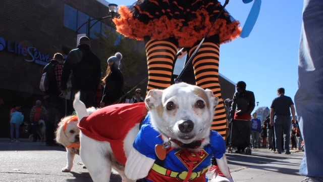 PHOTOS: Spooky Paws Parade