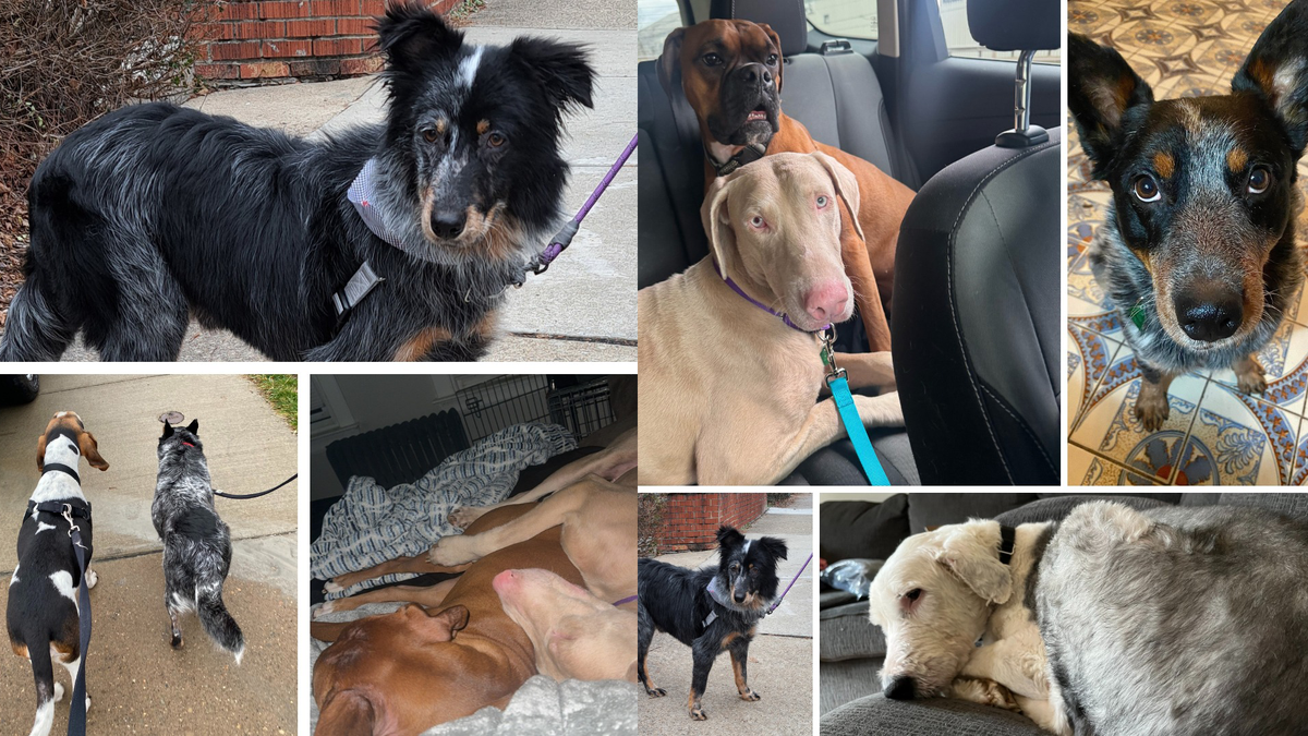 30 dogs adopted after being rescued in Armstrong County