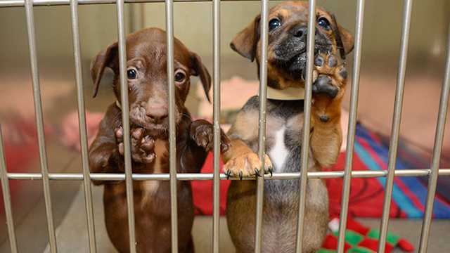 MDSPCA takes in 20 dogs displaced from Puerto Rico
