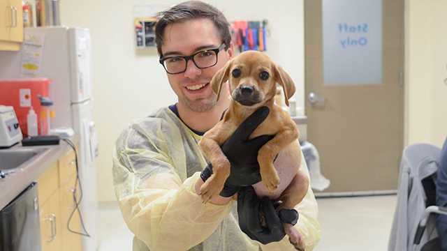 MDSPCA takes in 20 dogs displaced from Puerto Rico