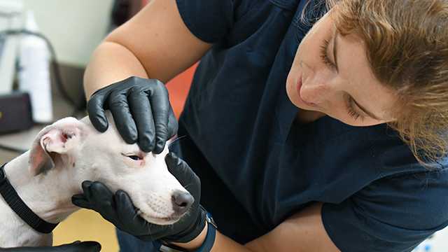 MDSPCA takes in 20 dogs displaced from Puerto Rico