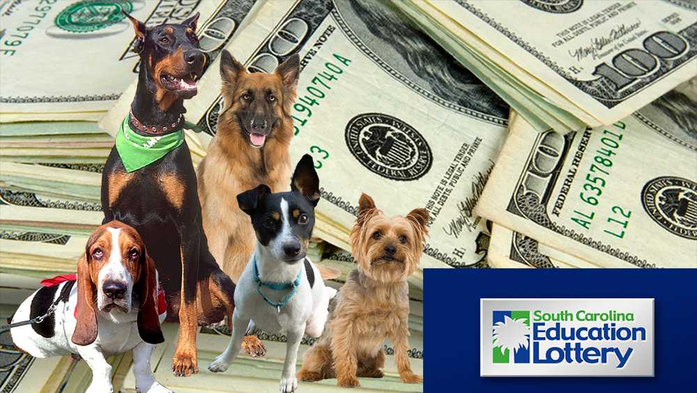 Anderson lottery winner tells canine best friends first about hitting ...
