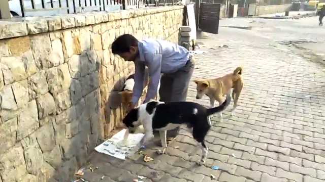 Organization helps feed homeless dogs in New Delhi