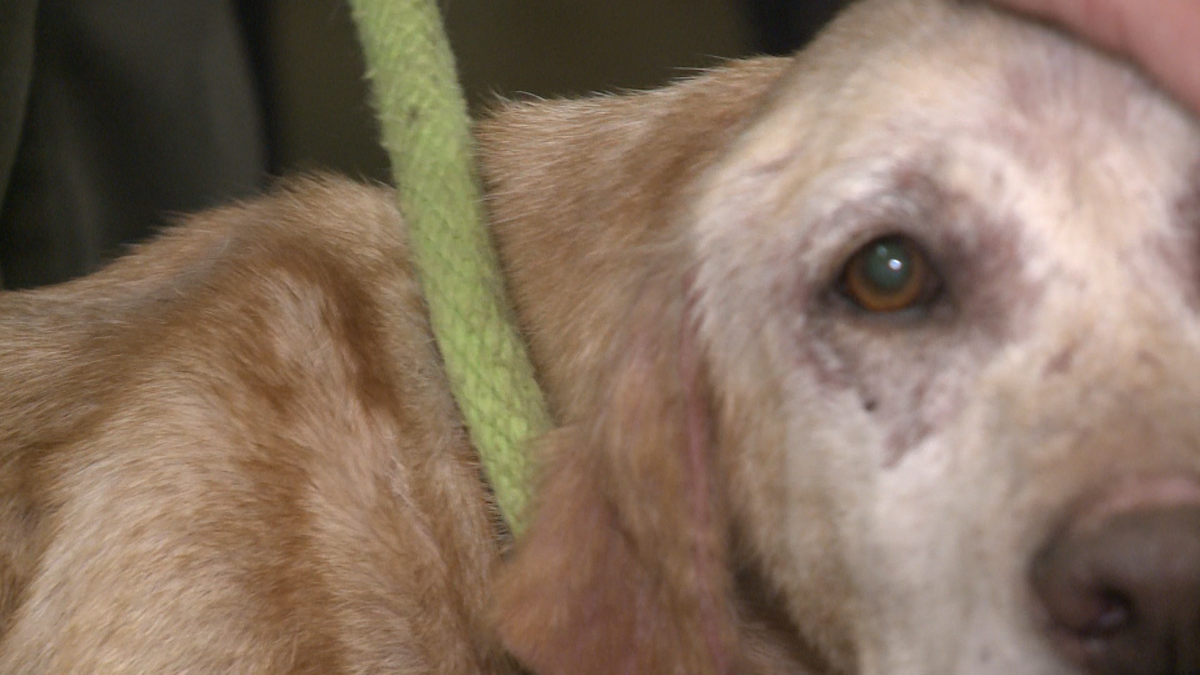 44 dogs, cats and rabbits seized from West Fork home