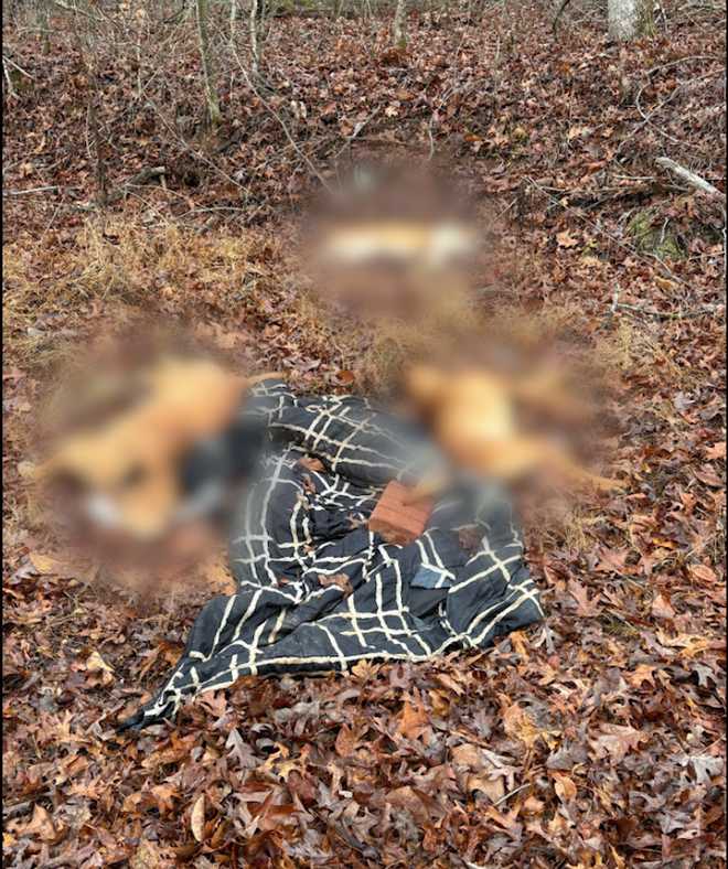 3 dogs found shot to death along Greenville County road