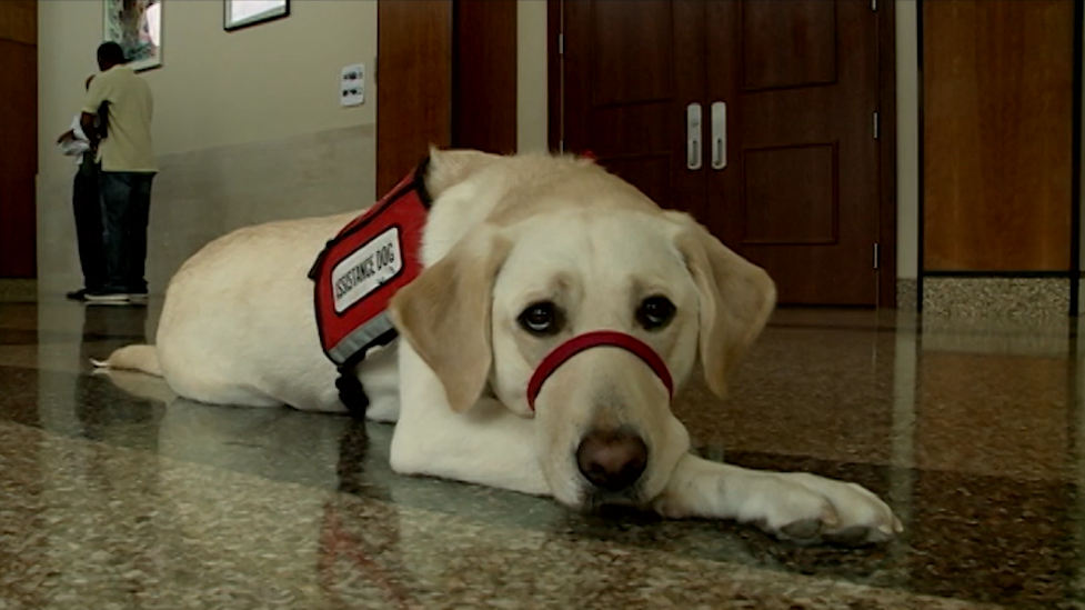 Courthouse dog in New Orleans nominated for nationwide competition