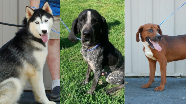 Floyd County Animal Shelter lets you 'rent' dogs for the day