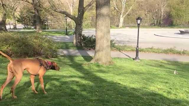 VIDEO: Squirrel outwits dog chasing it in park